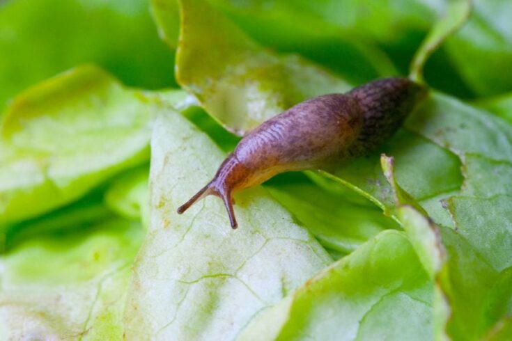 Where Do Slugs Live? (And How to Control Them) - My Backyard Life
