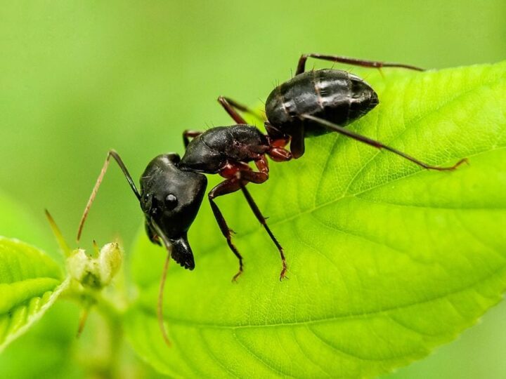 How to Get Rid of Carpenter Ants in Trees (4 Simple Tips) - My Backyard ...