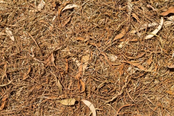 Gardening Myths Busted: Discover the Surprising Benefits of Composting ...