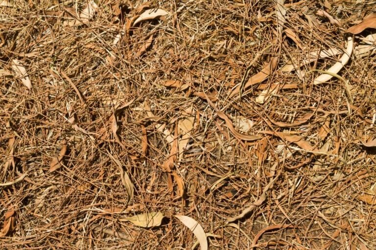 Gardening Myths Busted: Discover the Surprising Benefits of Composting ...
