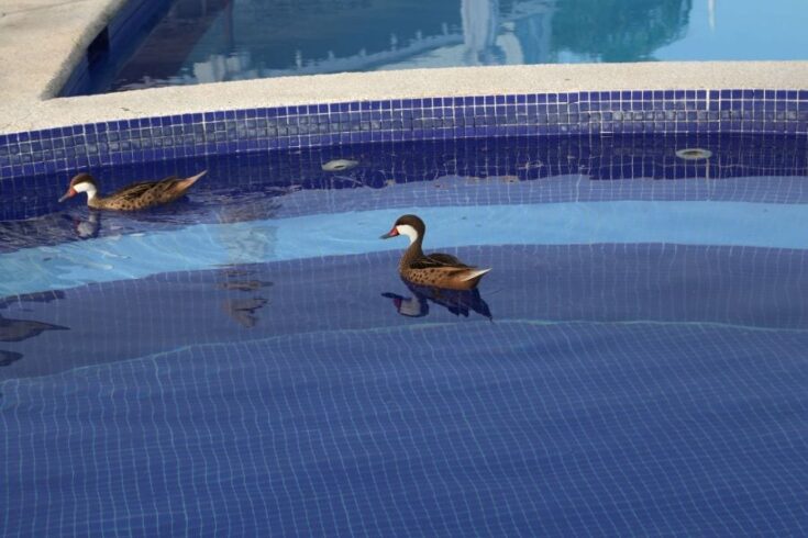 10 Effective Ways to Keep Ducks Out of Your Pool - My Backyard Life