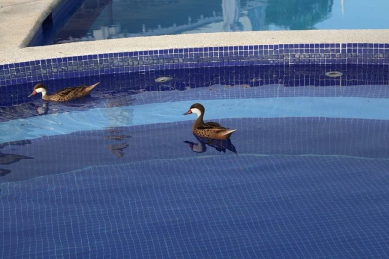 10 Effective Ways to Keep Ducks Out of Your Pool - My Backyard Life
