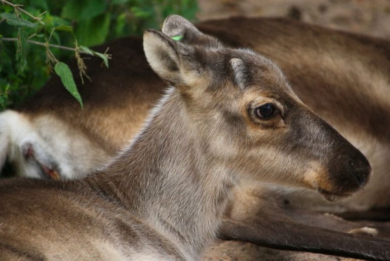 Do Female Reindeer Have Antlers Plus Other Identification Methods 
