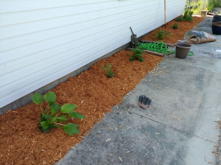 Does Mulch Attract Termites? (And 5 Ways to Keep Them Away) - My ...