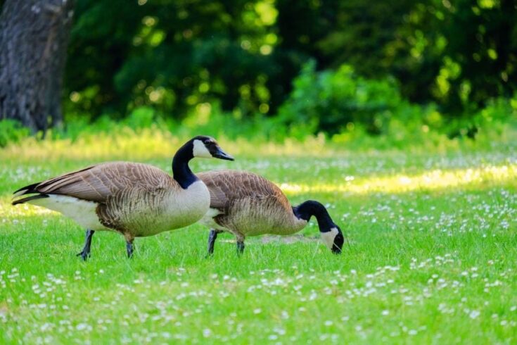Frustrated with Nonstop Goose Poop by Your Pond? 4 Tips to End the ...
