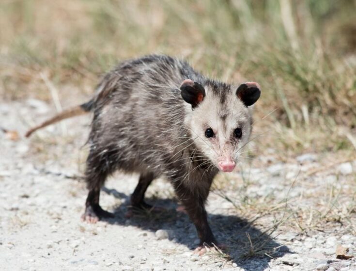 Can Possums Climb Fences? (And Tips to Protect Your Yard) - My Backyard ...