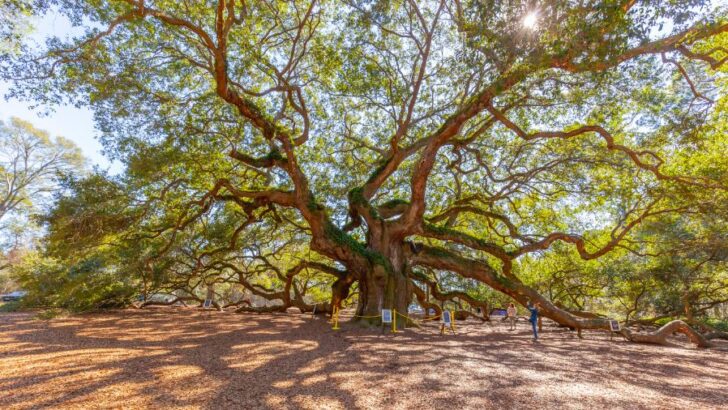 How Old Do Oak Trees Get? (And How Do You Determine the Age?) - My ...