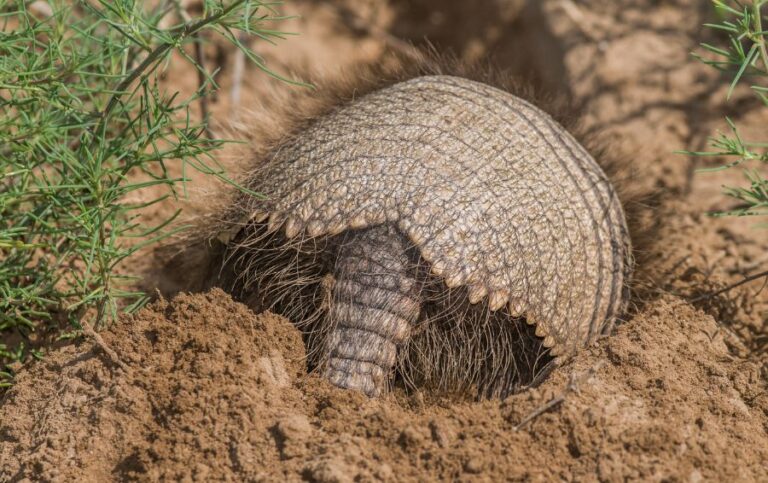 How to Keep Armadillos From Digging in Your Yard - My Backyard Life