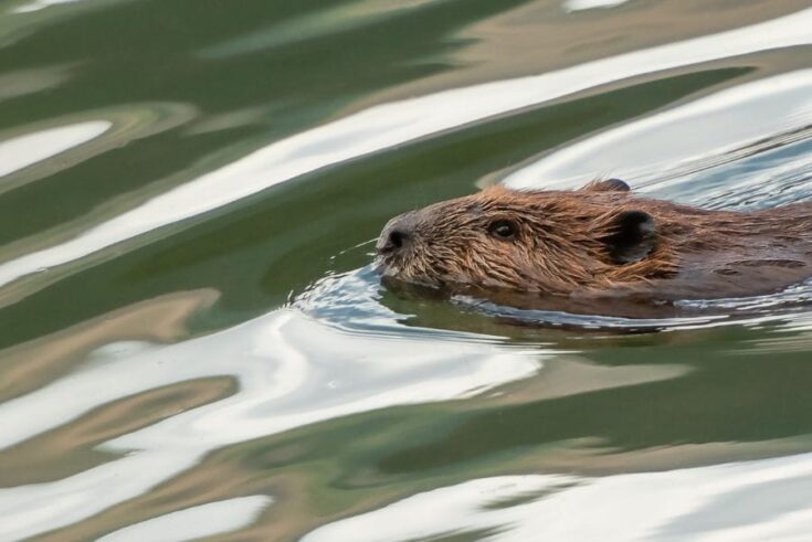 How Do You Attract Beavers? (3 Methods to Consider) - My Backyard Life