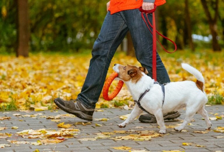How To Stop Your Dog From Eating Mulch - My Backyard Life