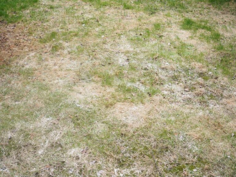 Why Is My Grass Turning White? (2 Causes to Consider) - My Backyard Life
