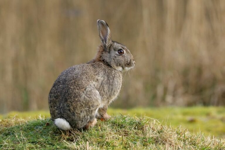 13 Possible Reasons a Wild Rabbit is Sitting in One Place - My Backyard ...