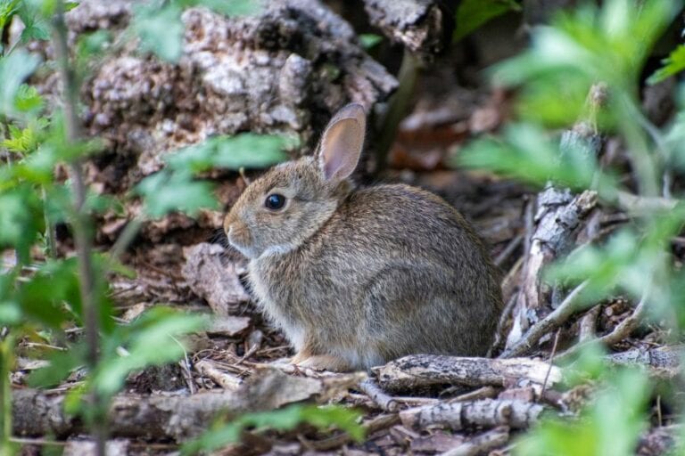 13 Possible Reasons a Wild Rabbit is Sitting in One Place - My Backyard ...