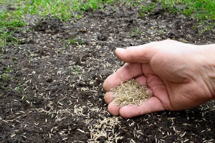 Can I Just Throw Grass Seed Down? (Tips for a Lush Lawn) - My Backyard Life