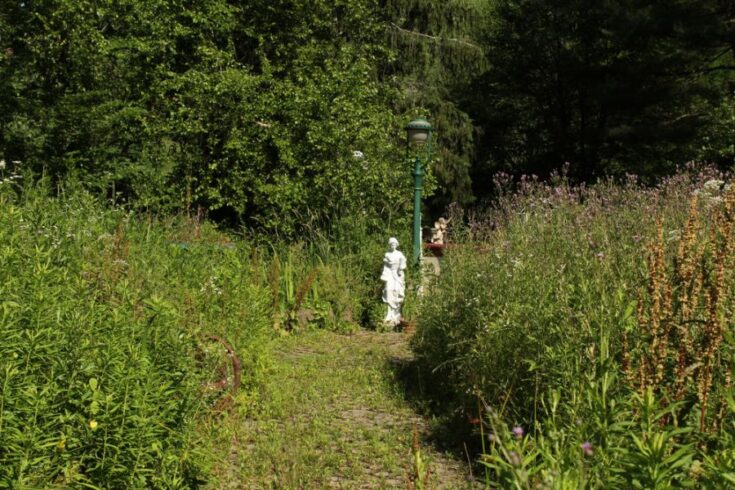 10 Easy Ways to Keep Frogs Away From Your House - My Backyard Life