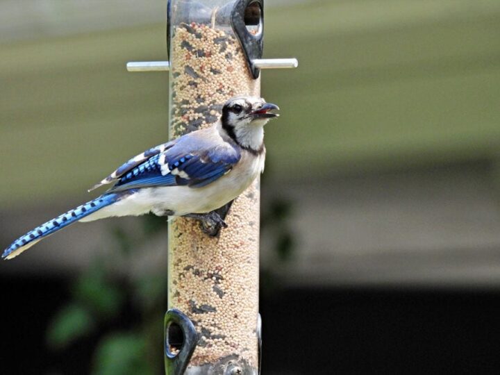 5 Ways to Get Rid of Blue Jays at Bird Feeders - My Backyard Life
