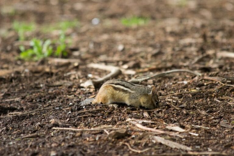 How to Get Rid of Chipmunk Tunnels (11 Effective Methods) - My Backyard ...