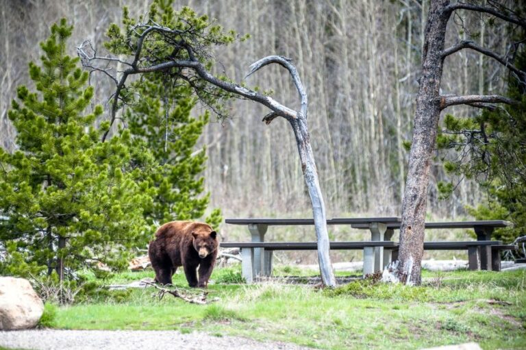 Are Bears Attracted to Human Urine? (How to Stay Safe While Camping ...