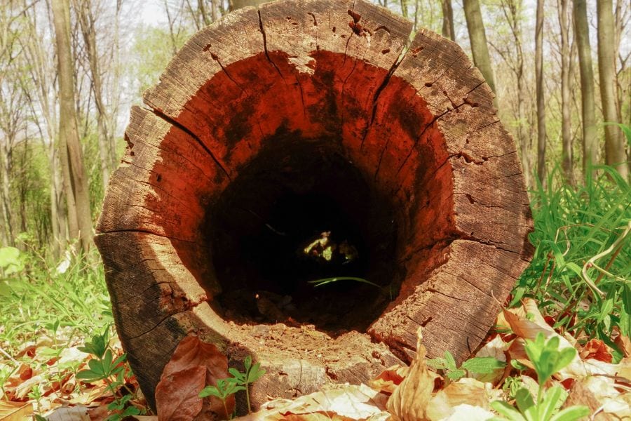 How To Hollow Out A Tree Log For A Planter Or Geocaching My 