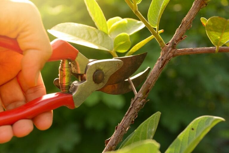 8 Ways to Remove Rust and Clean Your Pruning Shears - My Backyard Life