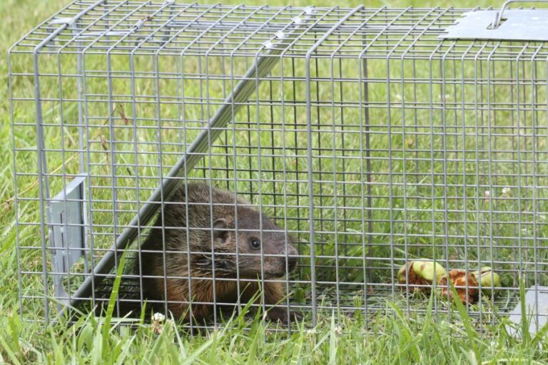 10 Great Ways to Keep Groundhogs From Digging Under Your Shed - My ...