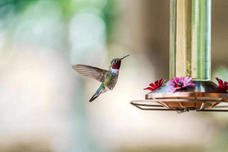 8 Prove Methods to Lure Hummingbirds to Your Balcony - My Backyard Life