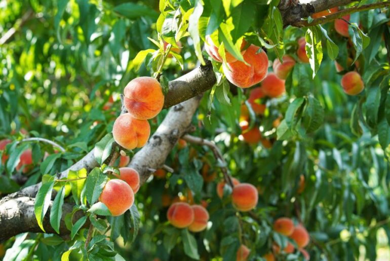 How Fast Do Peach Trees Grow? (And How Long to Bear Fruit?) - My ...