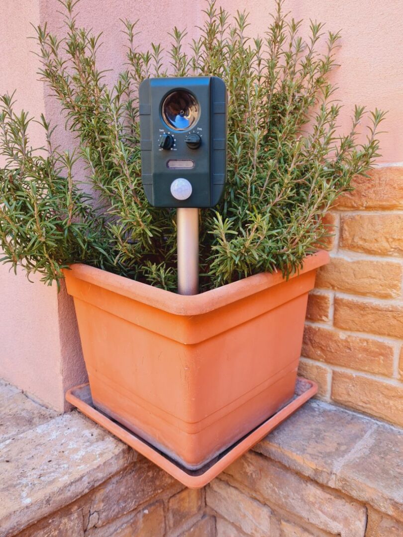 9 Smart Ways to Get Rid of Birds Pooping On Your Patio - My Backyard Life