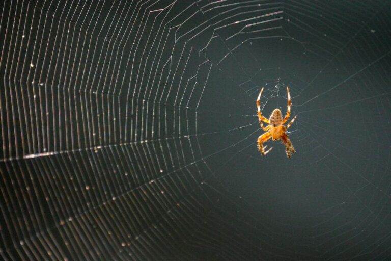 Why Spiders Suddenly Appear When You Turn on the Lights - My Backyard Life