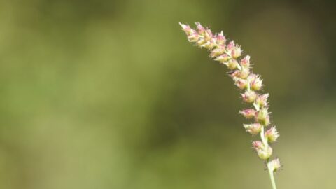 How to Get Rid of Sandburs in Your Yard - My Backyard Life