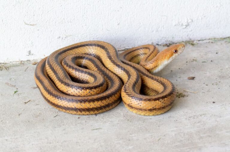 13 Smart Ways To Get Rid Of Snakes In Your Garage - My Backyard Life