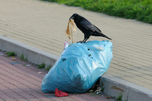 Why So Many Crows All of a Sudden? (And What to Do About it) - My ...
