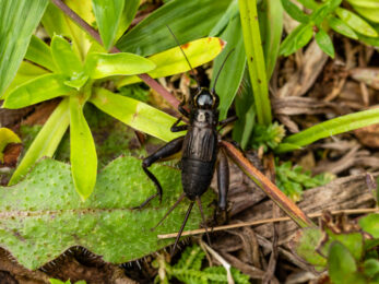 Why Are Crickets So Loud? (Plus Tips to Control the Noise) - My ...