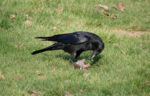 Why So Many Crows All of a Sudden? (And What to Do About it) - My ...