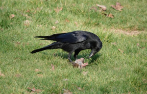 Why So Many Crows All of a Sudden? (And What to Do About it) - My ...