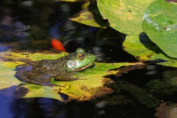 How to Get Rid of Frogs in Fish Ponds (6 Effective Methods) - My ...