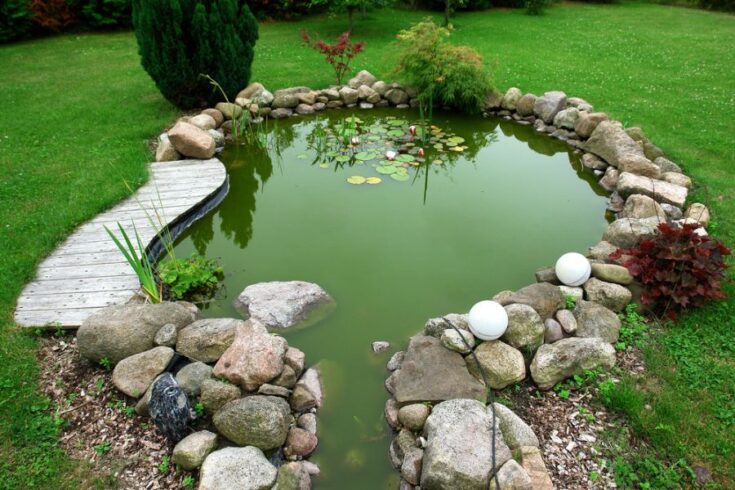 Why Is My Pond Water Green? (4 Common Causes) - My Backyard Life