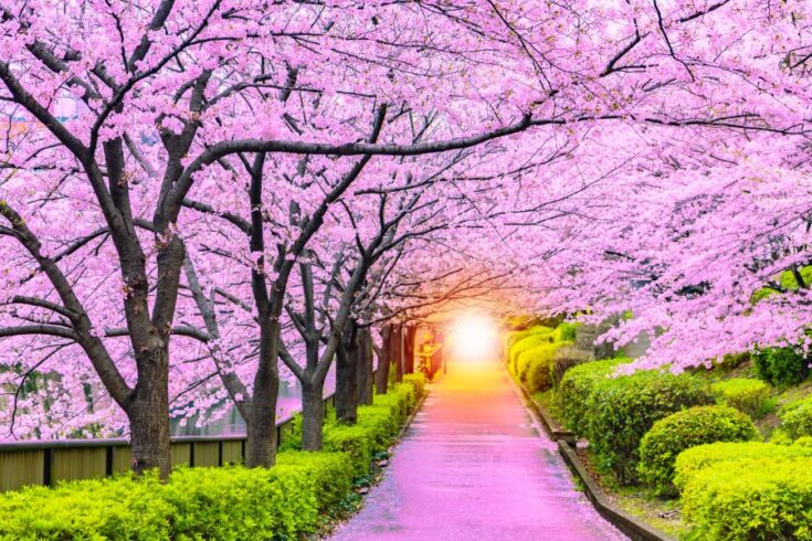 Do Cherry Blossoms Grow Cherries? (And Are the Cherries Edible?) - My ...