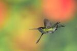 Relax! Here's Why Hummingbirds Won't Actually Attack Humans - My ...