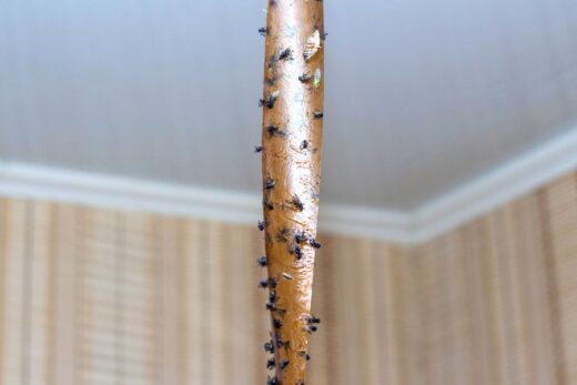 10 Effective Ways to Get Rid of Flies on a Patio - My Backyard Life