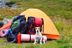 20 Common Problems Faced During Camping (And How to Prepare for Them ...