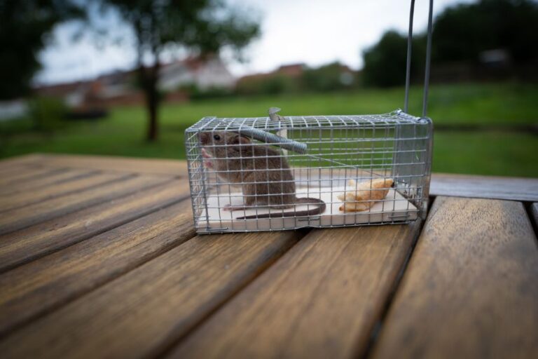 9 Easy Ways to Get Rid of Mice in Your Shed - My Backyard Life