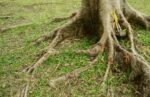 How to Get Rid of Tree Roots in Your Yard (3 Options to Consider) - My ...