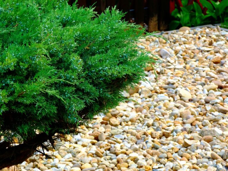 7 Smart Ways to Dispose of Unwanted Landscaping Rocks - My Backyard Life