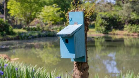 Why Are Bird Houses Important? (10 Good Reasons) - My Backyard Life