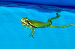 Tired of Fighting These Hopping Pests? 8 Proven Ways to Frog-Proof Your ...