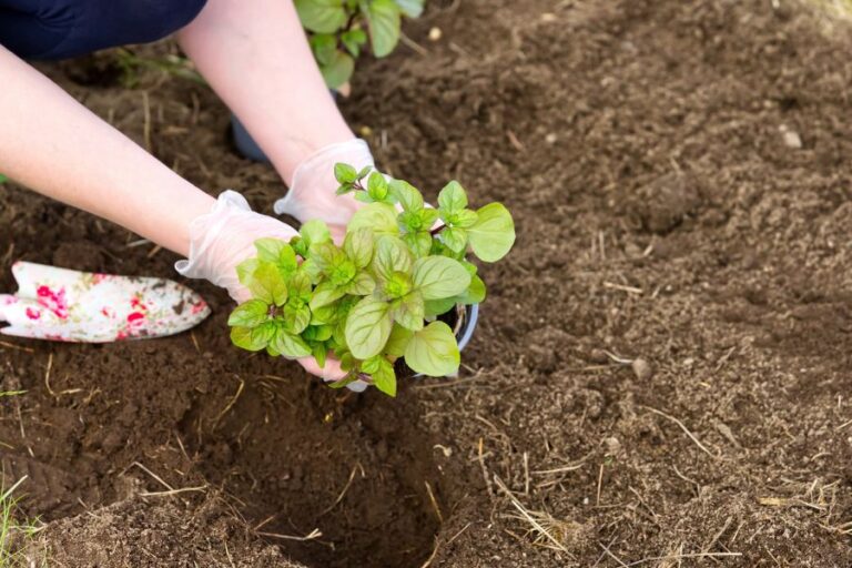 How to Get Rid of Mint (Using 5 Simple Methods) - My Backyard Life