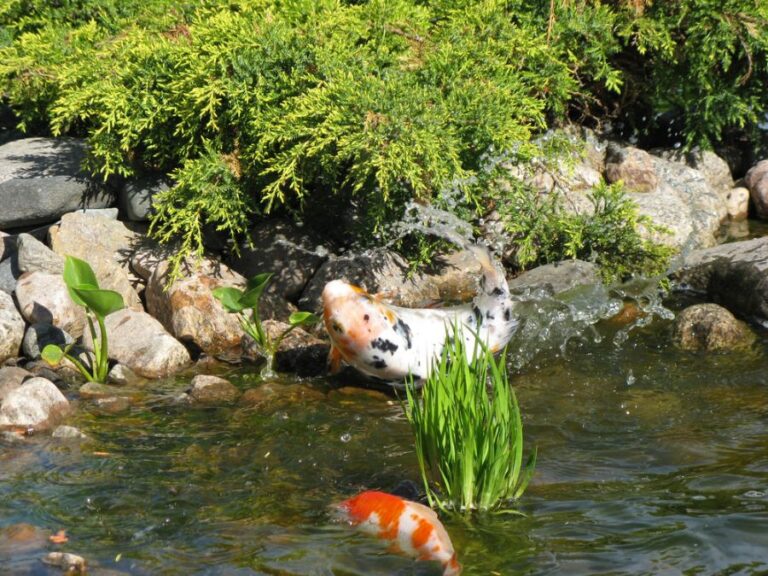 Why Do Fish Jump Out of Water in Ponds? (4 Causes) - My Backyard Life