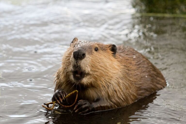 Are Beavers Bad for Ponds? (4 Ways to Protect Yours) - My Backyard Life