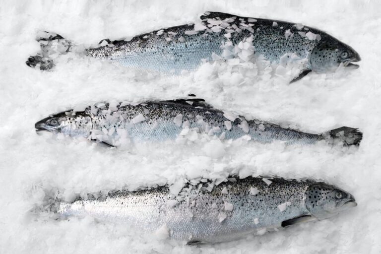 6 Easy Ways to Keep Fish Fresh While Fishing - My Backyard Life